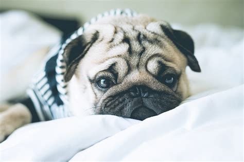 귀여운 Pug 개 품종 침실 미소에 흰색 침대에 누워 하 고 느낌이 너무 행복 후 웨이크 아침에 재미 있는 얼굴 만들기 갈색에