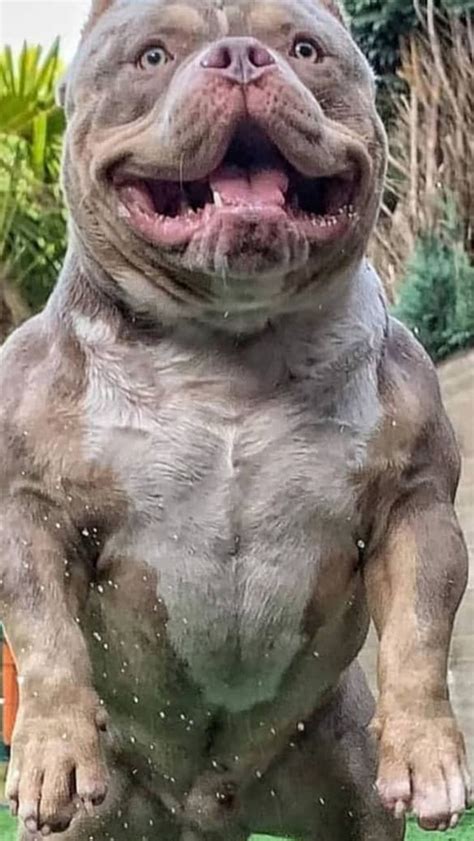Pitbull Breeds Understanding Behavior Variations