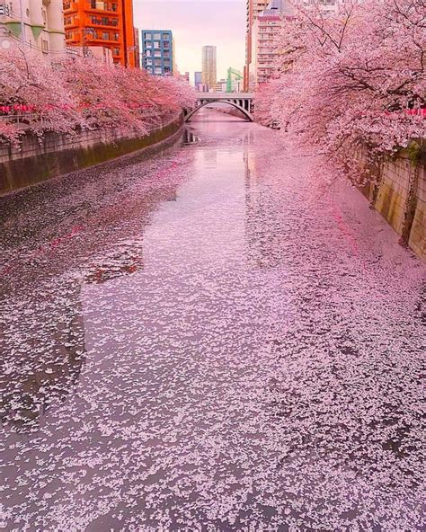 Sakura Trees 9gag