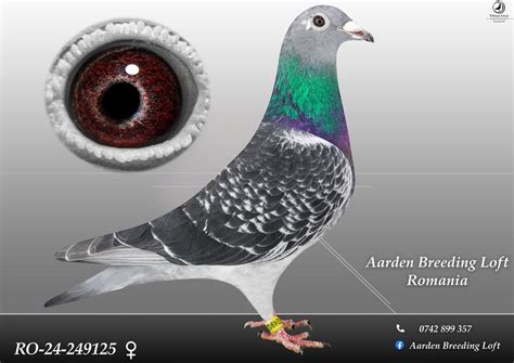 Voiajor Net Auction Details Top Auction Aarden Breeding Loft Romania