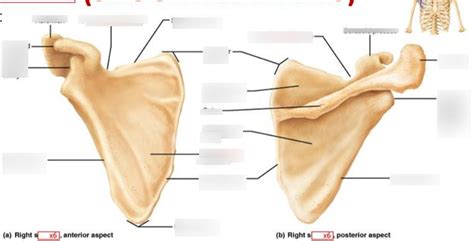 Diagram Of Scapulae Quizlet