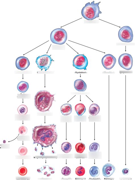 Stem Cells Diagram Diagram Quizlet