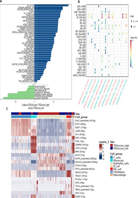 Bulk Anda Single Cell Transcriptome Profiling Reveals The Molecular Characteristics Of T Cell