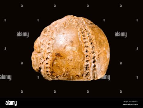 Sea Urchin Fossil Isolated On Black Background Sea Urchin Fossil On Black Background Stock