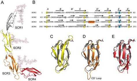 Structure Of The Extracellular Portion Of Cd46 Provides Insights Into