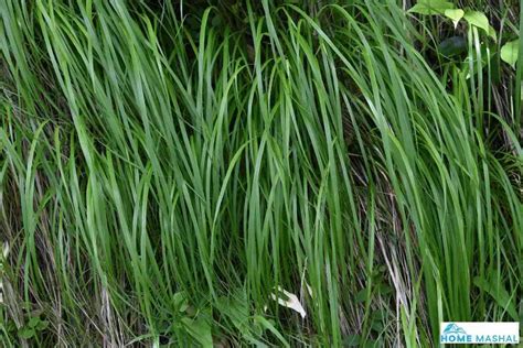 10 Best Dwarf Ornamental Grasses With Photos