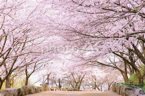 満開の桜並木 No 25679481｜写真素材なら「写真ac」無料（フリー）ダウンロードok