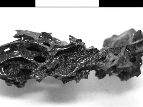 Ercolano Svelato Il Mistero Del Cervello Vetrificato Dalleruzione Del