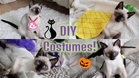 Diy Halloween Costumes For Your Cat Youtube
