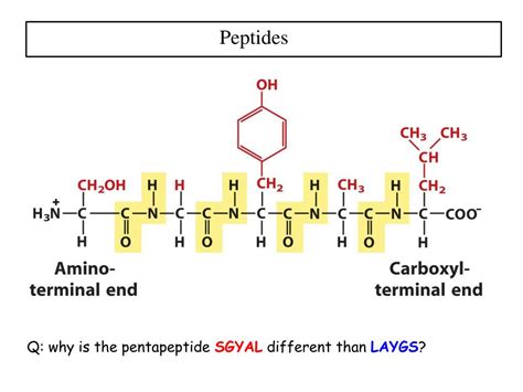 Ppt Protein Structure Powerpoint Presentation Free Download Id 2128197