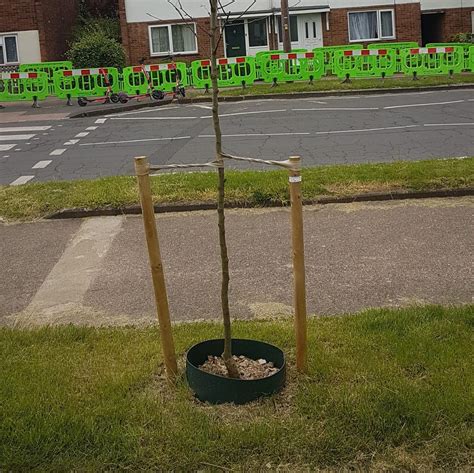 Tree Watering S P Landscapes