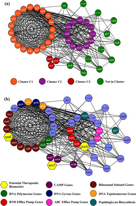 GIN Analysis Of AMR Genes In E Cloacae ATCC 13047 A AMR Gene