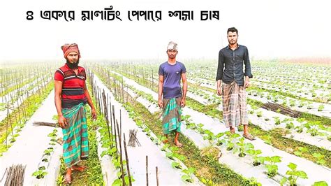 চড়ে মালচিং পেপারে শসা চাষ করলেন রানা ভাই Cucumber Cultivation In