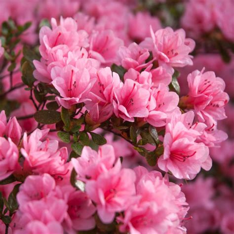 How To Fertilize Azaleas In Late Winter For Big Spring Blooms