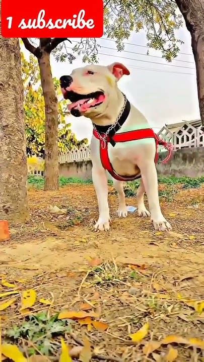 Pitbull Dog Very Danger 😈😈😈 Trending Ytshorts Shorts Pitbull Mp4