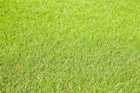 Green Irish Wild Grass Field Background In Summer Season Ireland