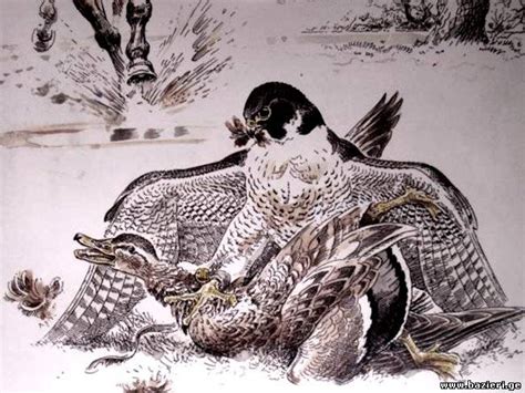 მტაცებელი ფრინველების სურათები ბაზიერი ფოტოალბომი მონადირეების საიტი