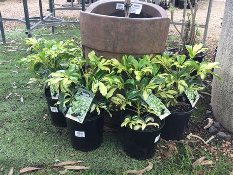 Super Hardy Schefflera Horticultural Touch Garden Centre Facebook