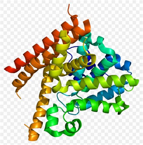 Phosphodiesterase Inhibitor Fosfodiesterasa 1 Cyclic Adenosine