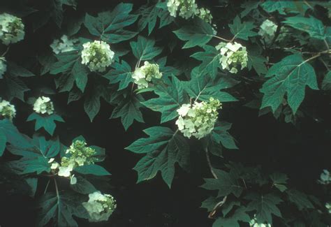 Hydrangea Quercifolia Oak Leaved Hydrangea Go Botany