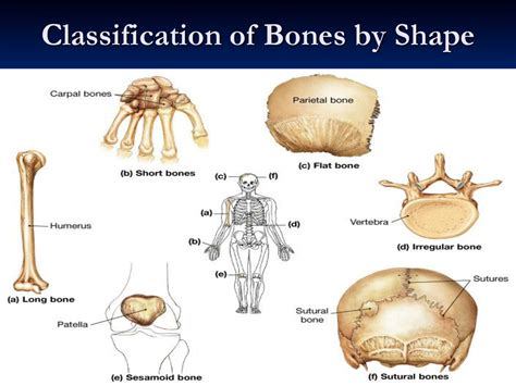 Bone Bone The Most Amazing Story Of Bone Histology Ppt Download