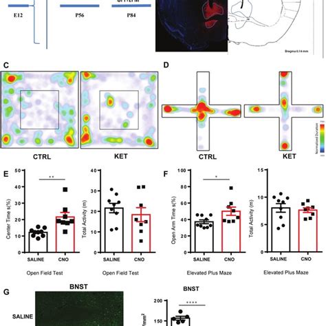 Chemogenetic Inhibition Of Bed Nucleus Of The Stria Terminalis Bnst