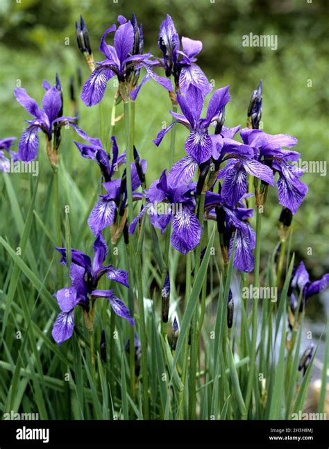 Siberian Iris Stock Photo Alamy