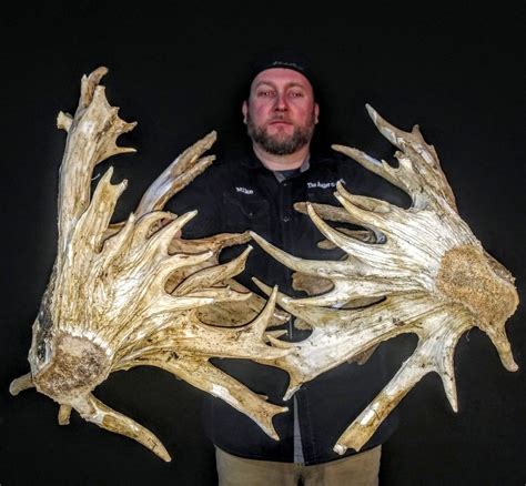 How To Score A Mule Deer Shed Antler Seehoog