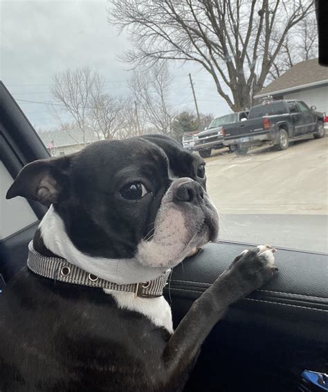 Wait This Isnt Sonic Poor Pup Had To See The Vet 😩 Rbostonterrier