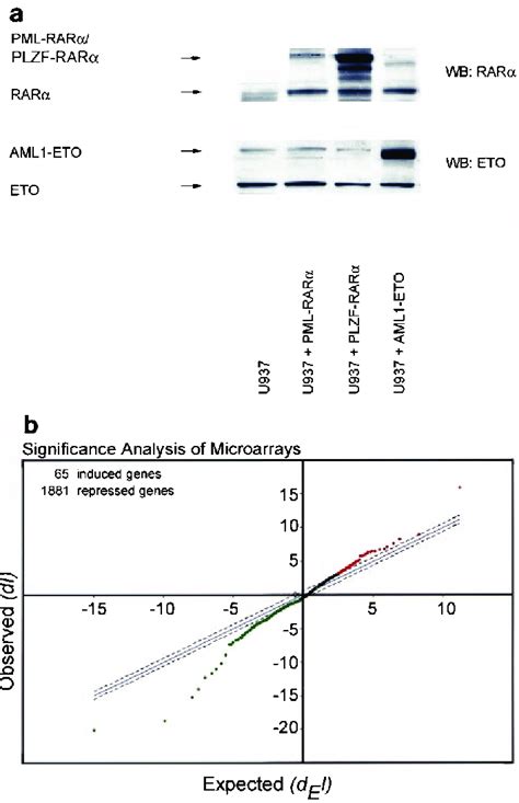 Fusion Protein Induction And Microarray Analyses A Western Blot