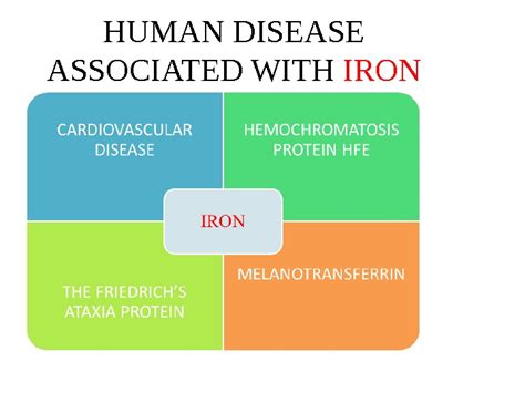 Role Of Iron In Human Health Why