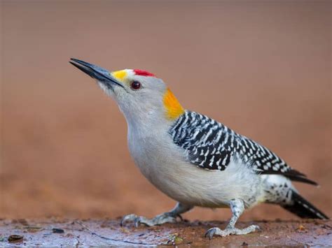 8 Species Of Woodpeckers In Florida Birdwatching Central