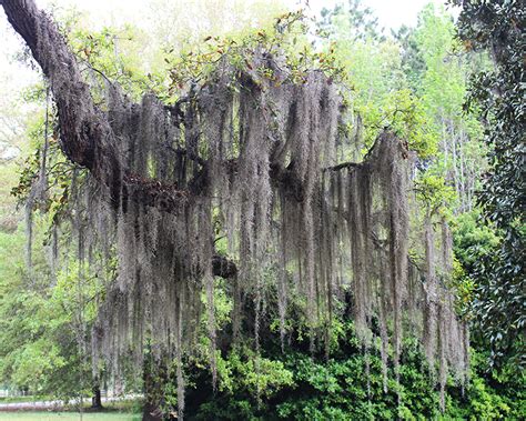 Spanish Moss South Carolina Lowcountry