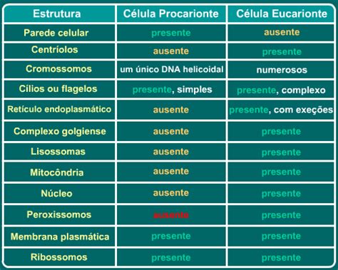 Planilha De Celulas Procarioticas Célula Eucarionte