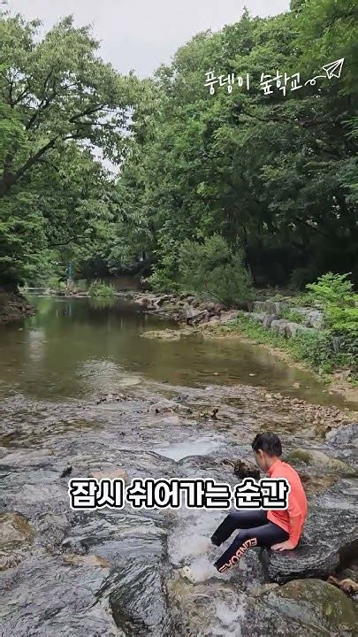 계곡에서 놀고 계곡에서 쉬고아늑하고 편안한 숲 Youtube