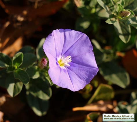 Convolvulus Sabatius Blue Rock Bindweed The