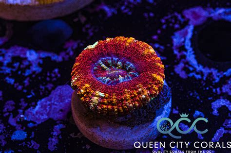 Croc Island Button Scoly Wysiwyg Queen City Corals