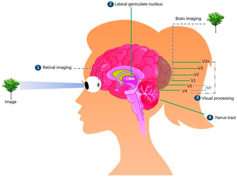 Visual Cortex V1 V2 V3 V4 V5