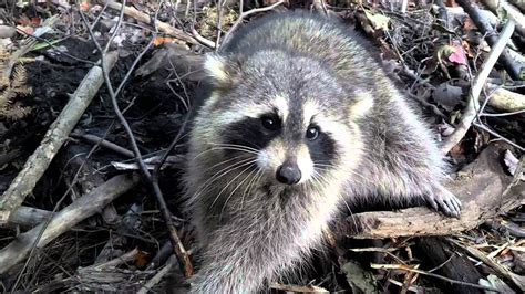 Coon