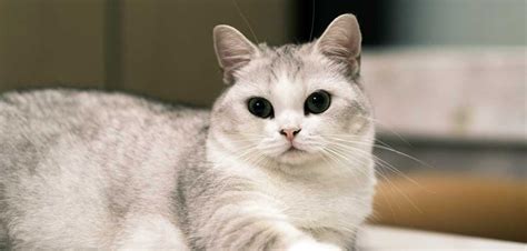 How To Tell If A Munchkin Cat Is Purebred 5 Key Traits Munchkin Cats