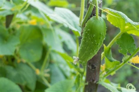 Premium Photo Cucumber Grows In The Garden Cucumber Benefits