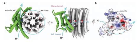Proton Translocation In Atp Synthase A Proton Path Blue Arrow