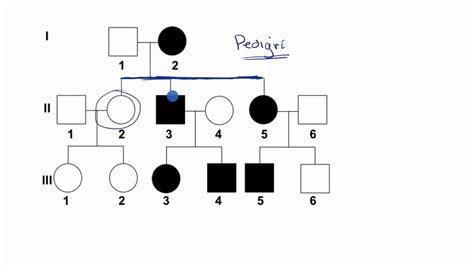 Pedigrí Khan Academy En Español Youtube