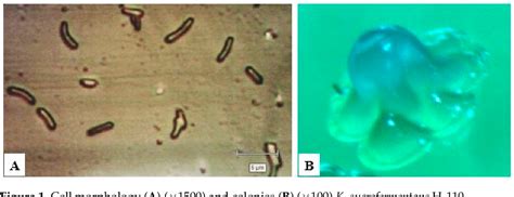 Figure 1 From Bacterial Cellulose Based Polymer Nanocomposites A Review Semantic Scholar
