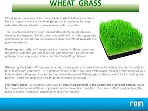 Top 10 Health Benefits Of Wheatgrass Rain Soul Rain International
