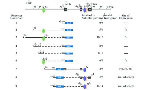 Characterization Of Shh Regulatory Regions In Transgenic Embryos