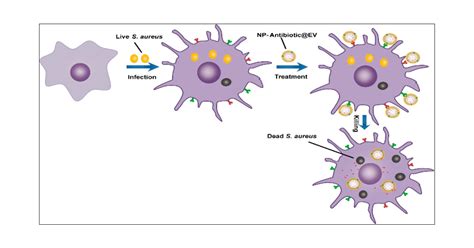Kill The Real With The Fake Eliminate Intracellular Staphylococcus Aureus Using Nanoparticle
