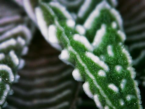 Took Some Microscope Shots R Succulents