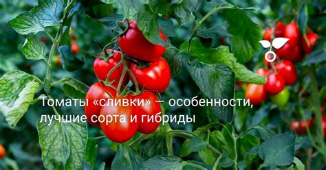 Сорта и гибриды томатов фото и описание