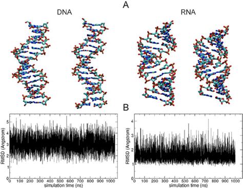A Snapshots Of Undertwisted Left And Overtwisted Right Dsdna